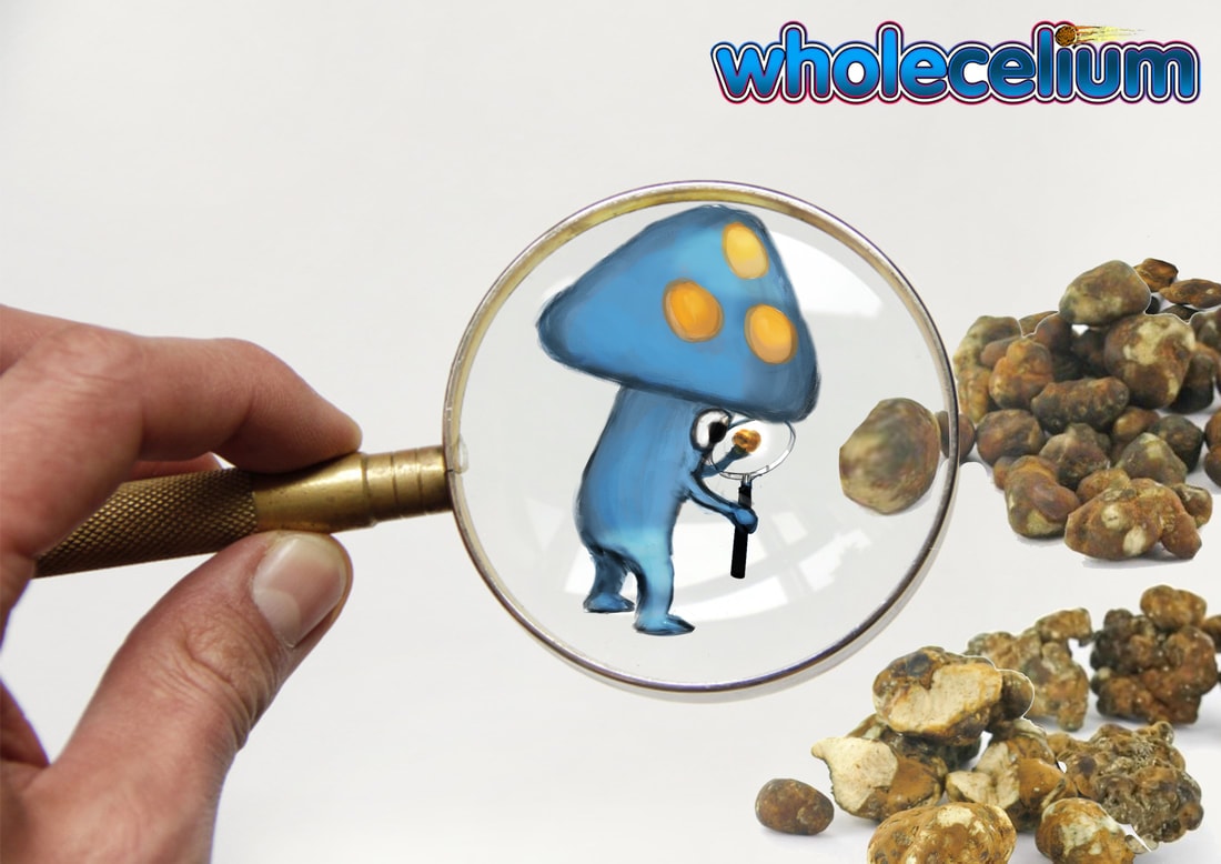 How to Microdose Magic truffles and Magic Mushrooms