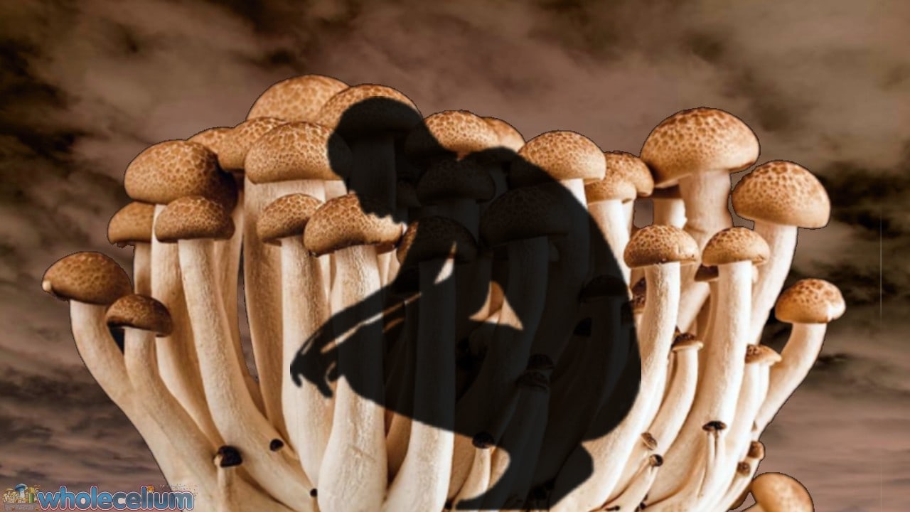 Shrooms Help Soldiers Fight PTSD - Ending the War on Drugs?