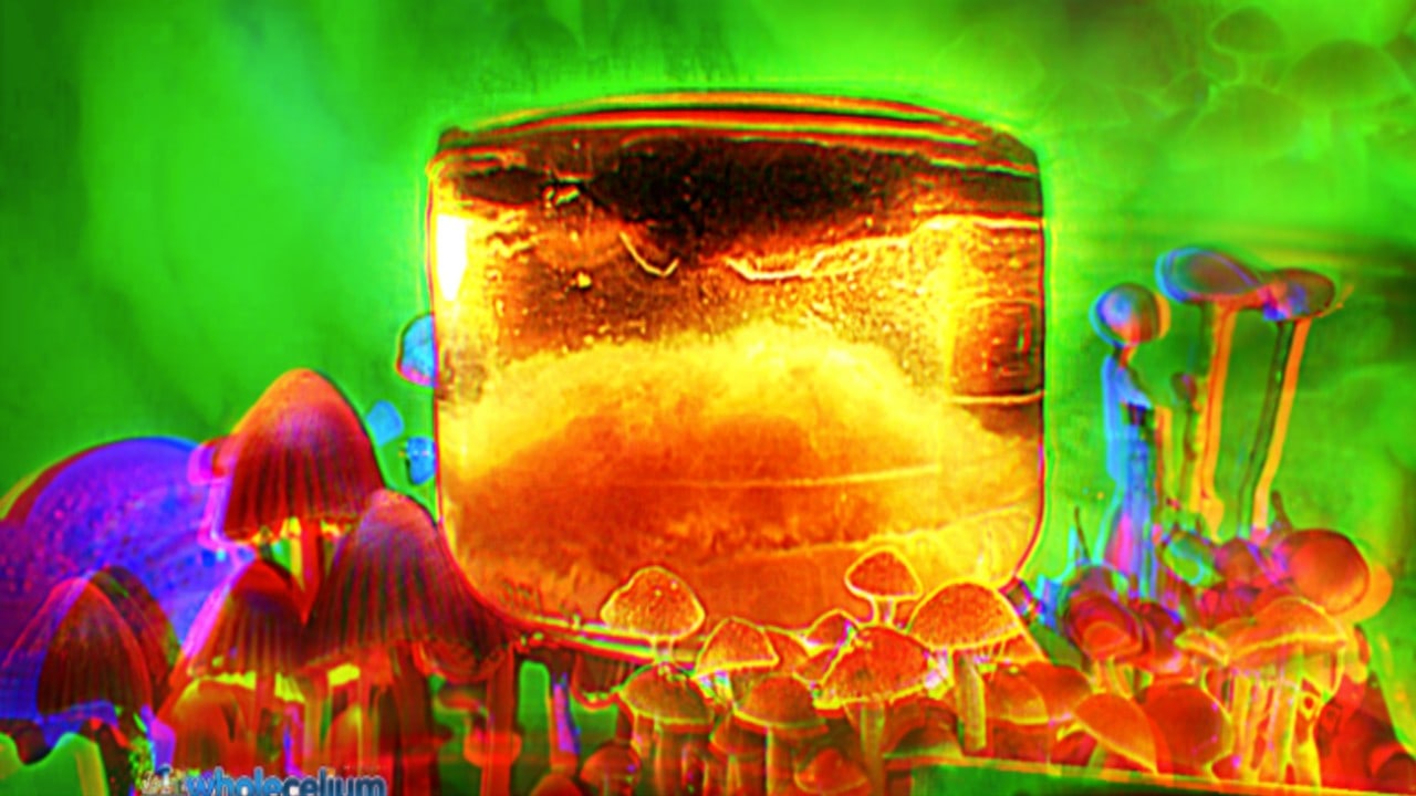 Growing Magic Mushrooms With Liquid Culture - What Is Liquid Culture?