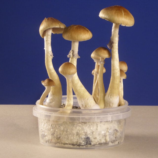 Magic Mushroom Grow Kit - Shrooma 'X' Kit | Wholecelium