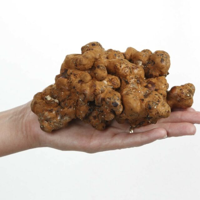 Buy Psilocybe DRUID - a visual & philosophical experience | Wholecelium