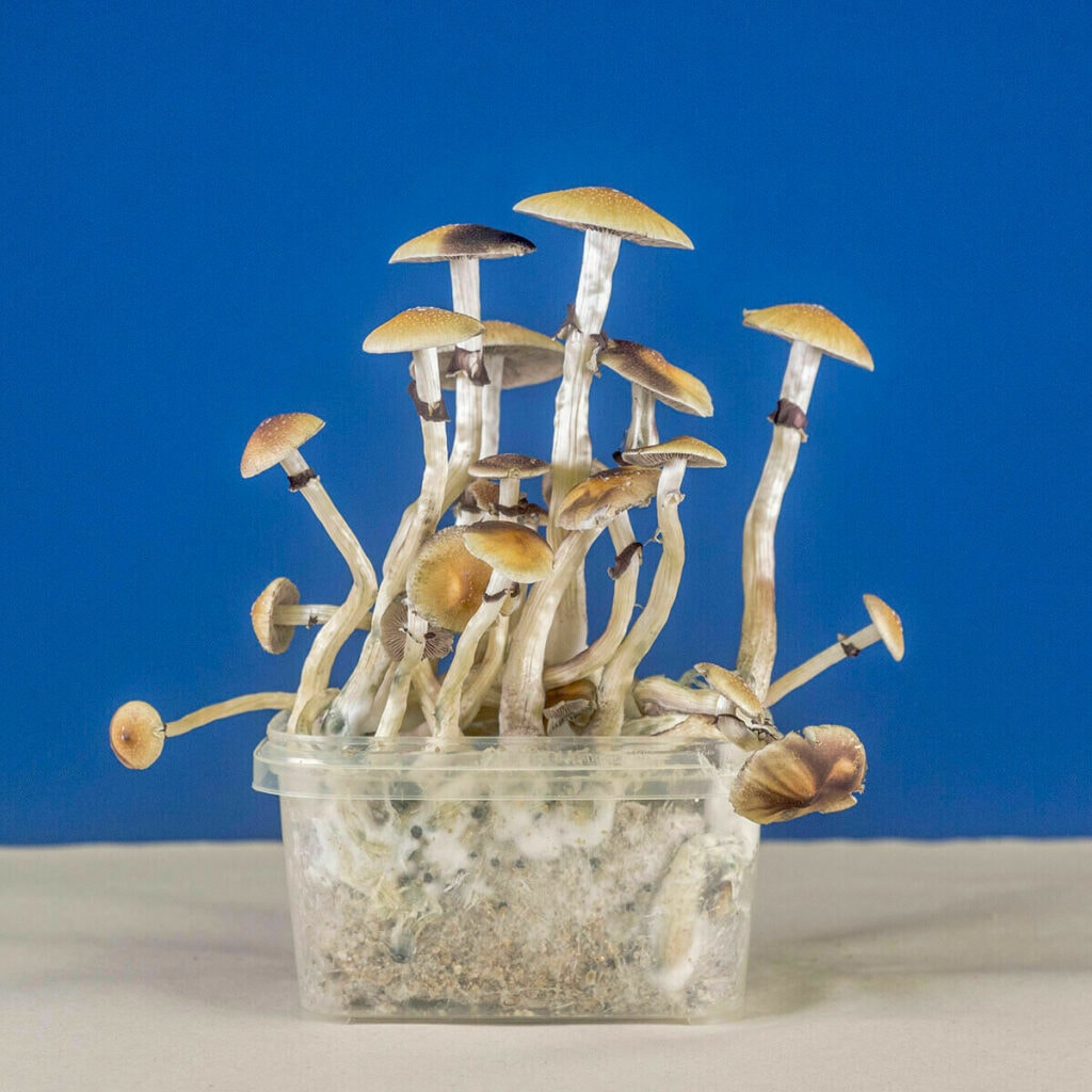 Magic Mushroom Grow Kit | Psilove 'GO' Kit | Wholecelium