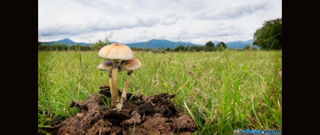 PF Tek Tutorial - How to Grow Shrooms - Cultivate Mushrooms At Home!