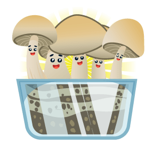 Buy magic mushroom grow kits online | Wholecelium