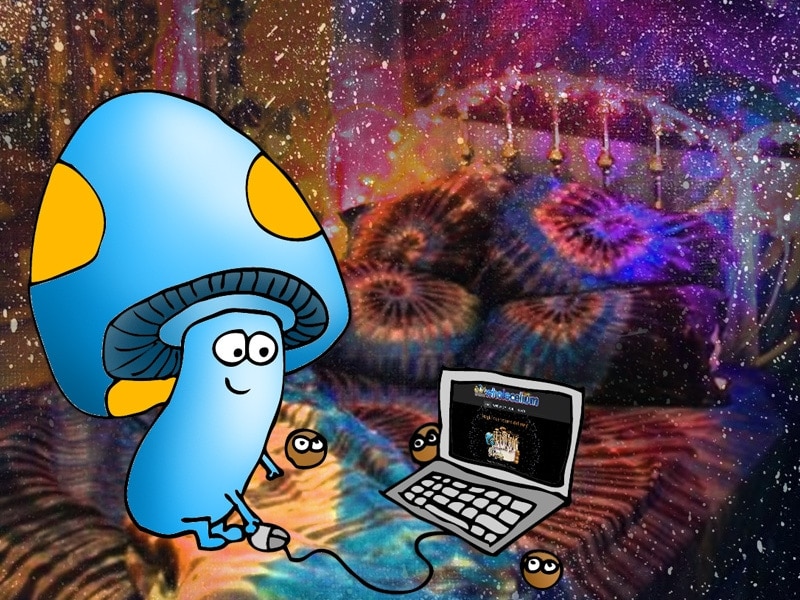 Ordering - Wholecelium