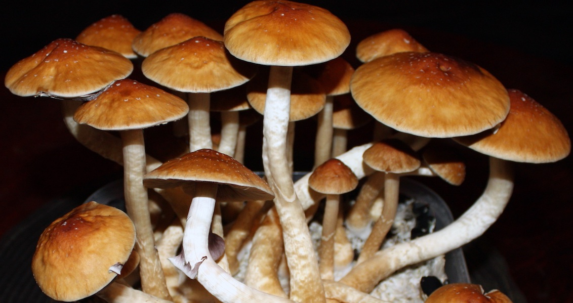 Learning From The Golden Teacher - A Much-Loved Shroom Strain