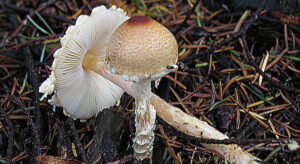 Top 10 Deadliest Mushrooms On The Planet - The Ones To Avoid!