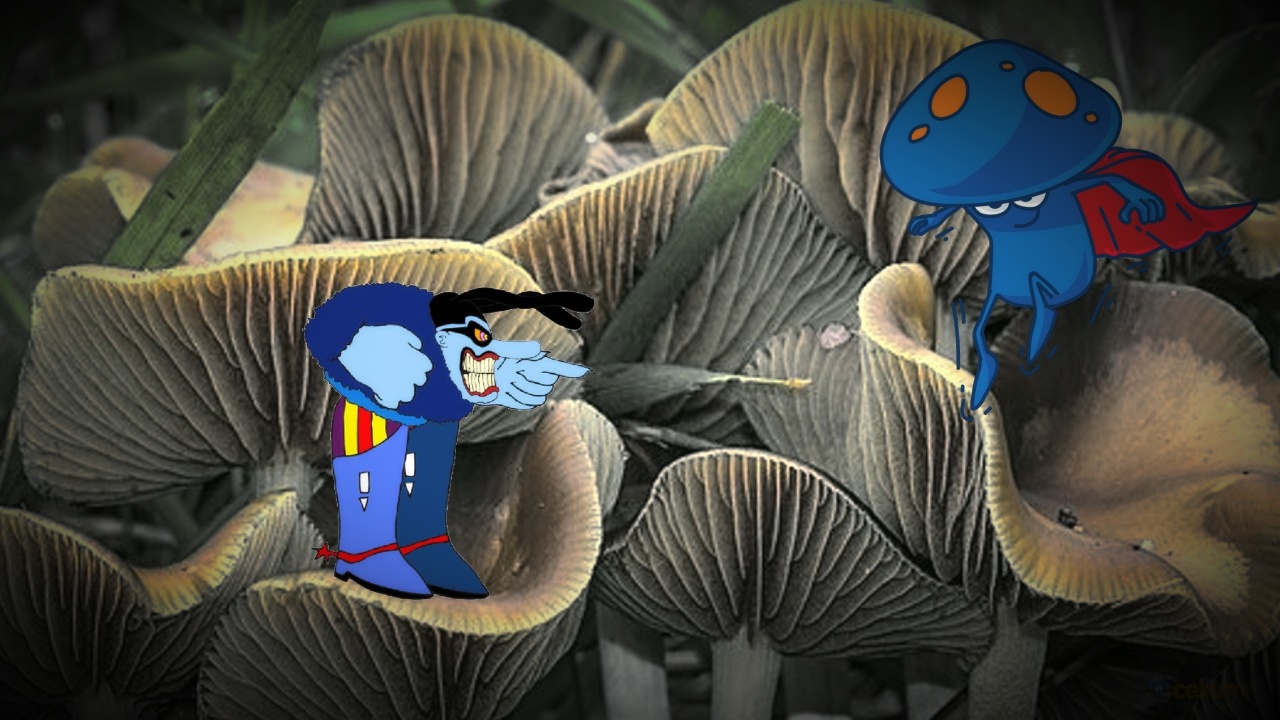 Mycology Spotlight: Psilocybe Cyanescens - Wavy Capped Blue Meanie!