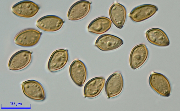 Mycology Spotlight: Psilocybe Ovoideocystidiata - Little Blue Foot