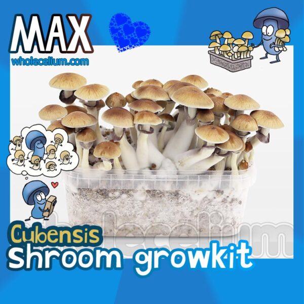 Buy magic mushroom grow kits online | Wholecelium