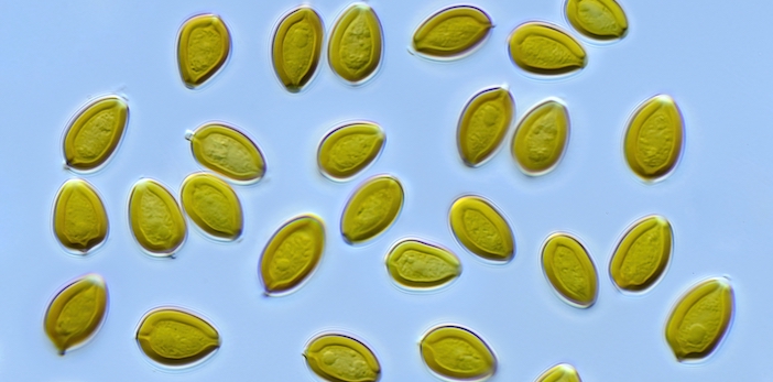 How To Make a Shroom Spore Print: A Step-by-Step Guide