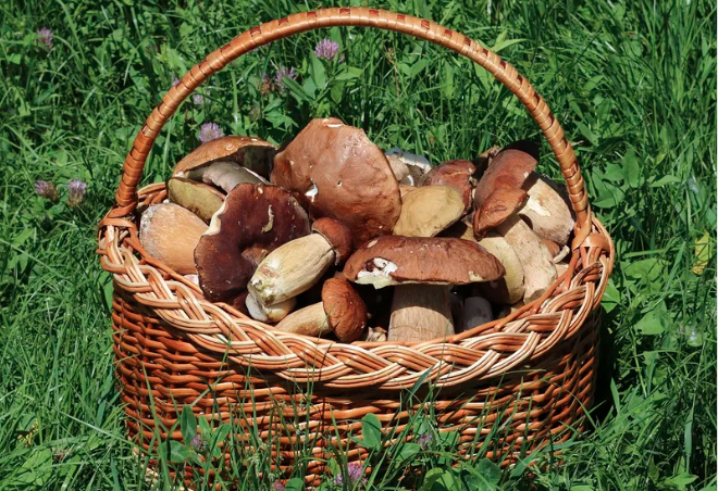 UK Celebrates Fungus Day October 8th - You Can Too!