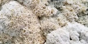 The Mystery of the Enigma Mushroom - Magical Mycology