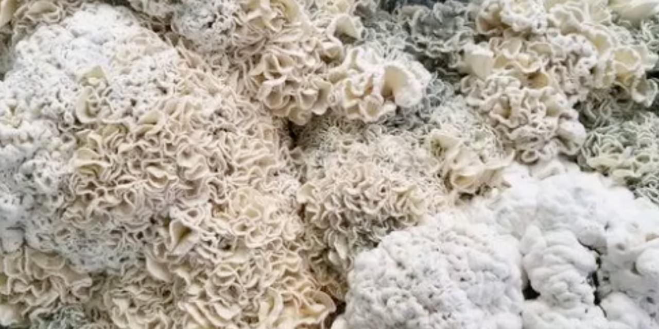 The Mystery of the Enigma Mushroom - Magical Mycology