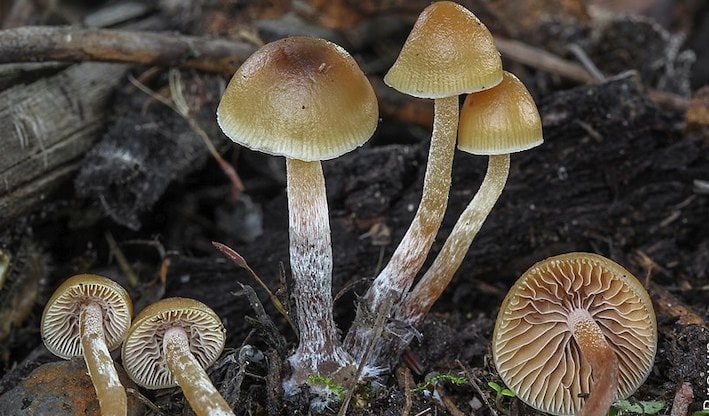 All About The Psilocybe Pelliculosa - Small, Slimy, Magic Mushroom!