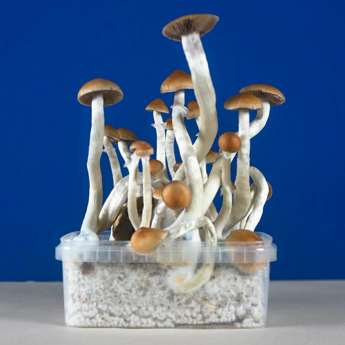 A la découverte de la variété de champignon McKennaii - Psychedelic Icon
