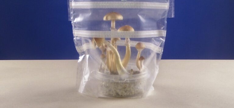 Psilocybe Mexicana: How To Grow Magic Mushrooms