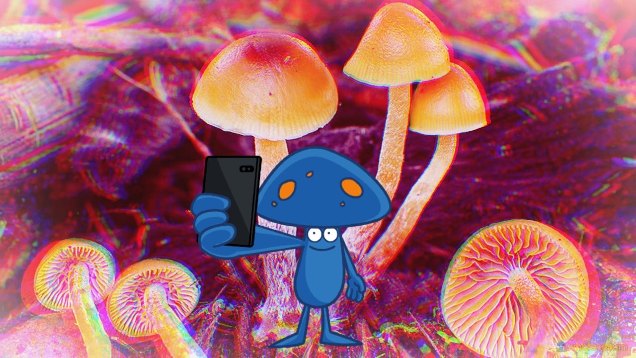 All About The Psilocybe Pelliculosa - Small, Slimy, Magic Mushroom!